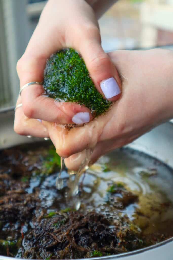 Leucobryum glaucum (Cushion Moss / Pillow Moss) Care Tips