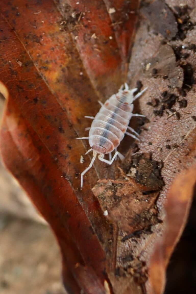 Types of Isopods - A Collector's Guide (Cool & Cute Species ...