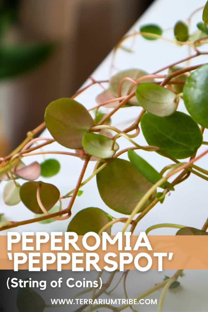 Peperomia Pepperspot: How to Grow the String of Coins - Terrarium Tribe