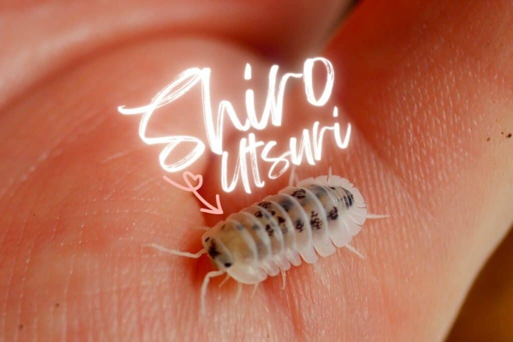 Shiro Utsuri Isopods (Nesodillo archangeli) Care Guide