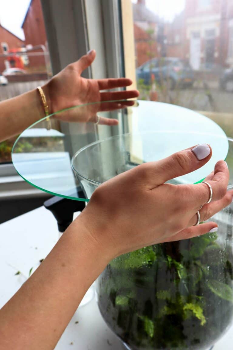 How to Make a Closed Terrarium (Hands-on DIY Guide)