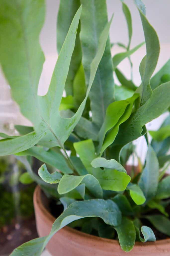 Phlebodium aureum: A Hands-on Guide to the Blue Star Fern