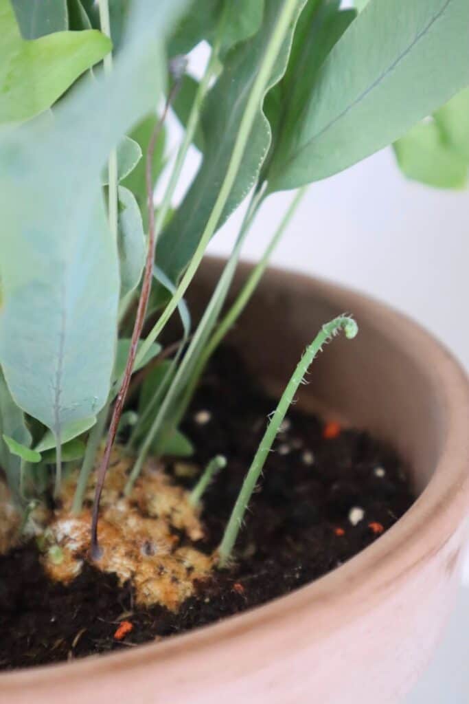 Phlebodium aureum: A Hands-on Guide to the Blue Star Fern