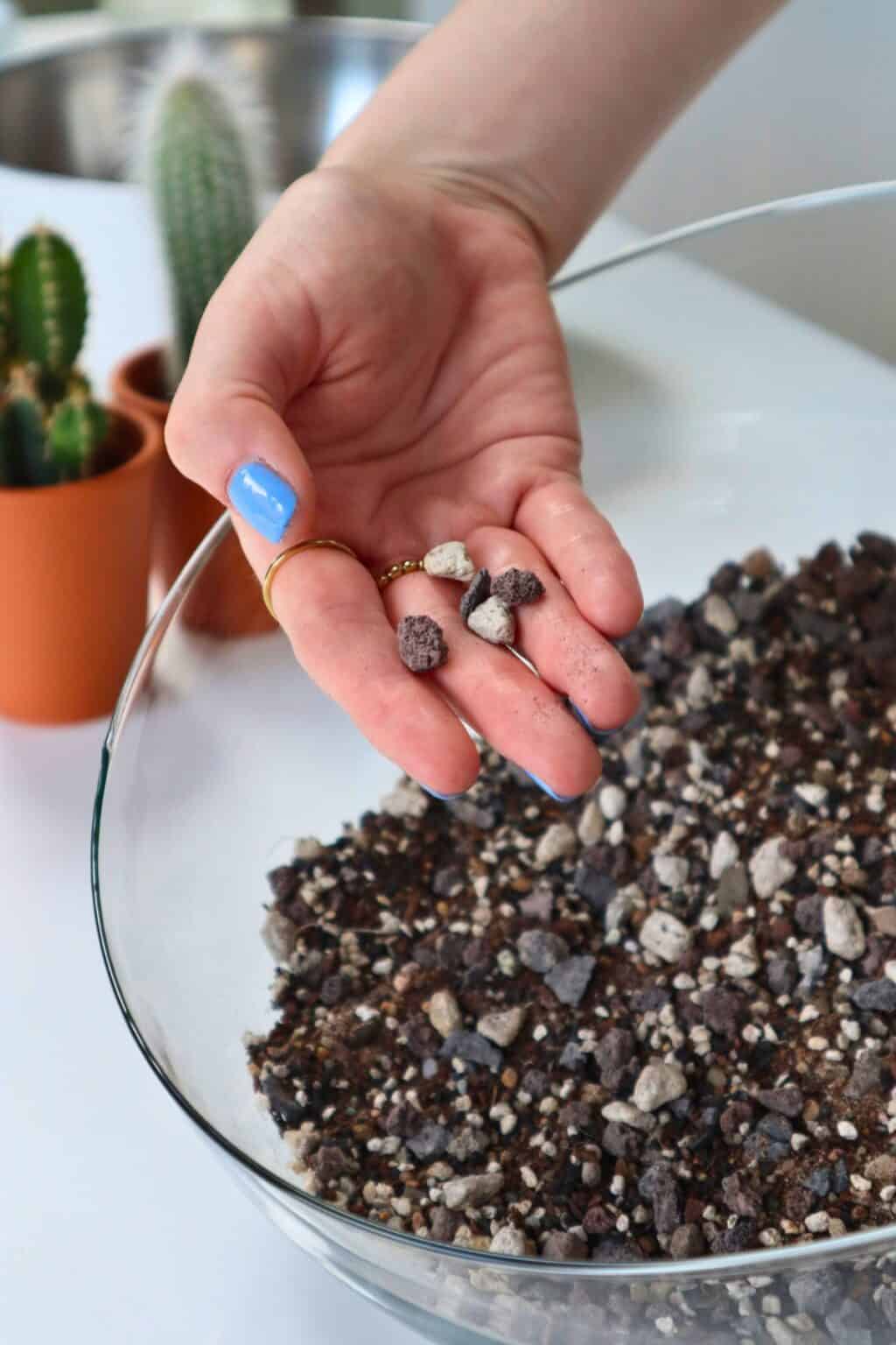 How to Make a Cactus Terrarium – The Prickly Details - Terrarium Tribe