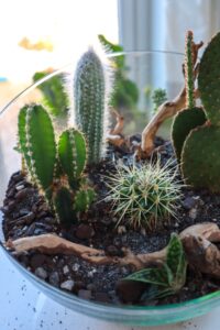 How to Make a Cactus Terrarium – The Prickly Details - Terrarium Tribe