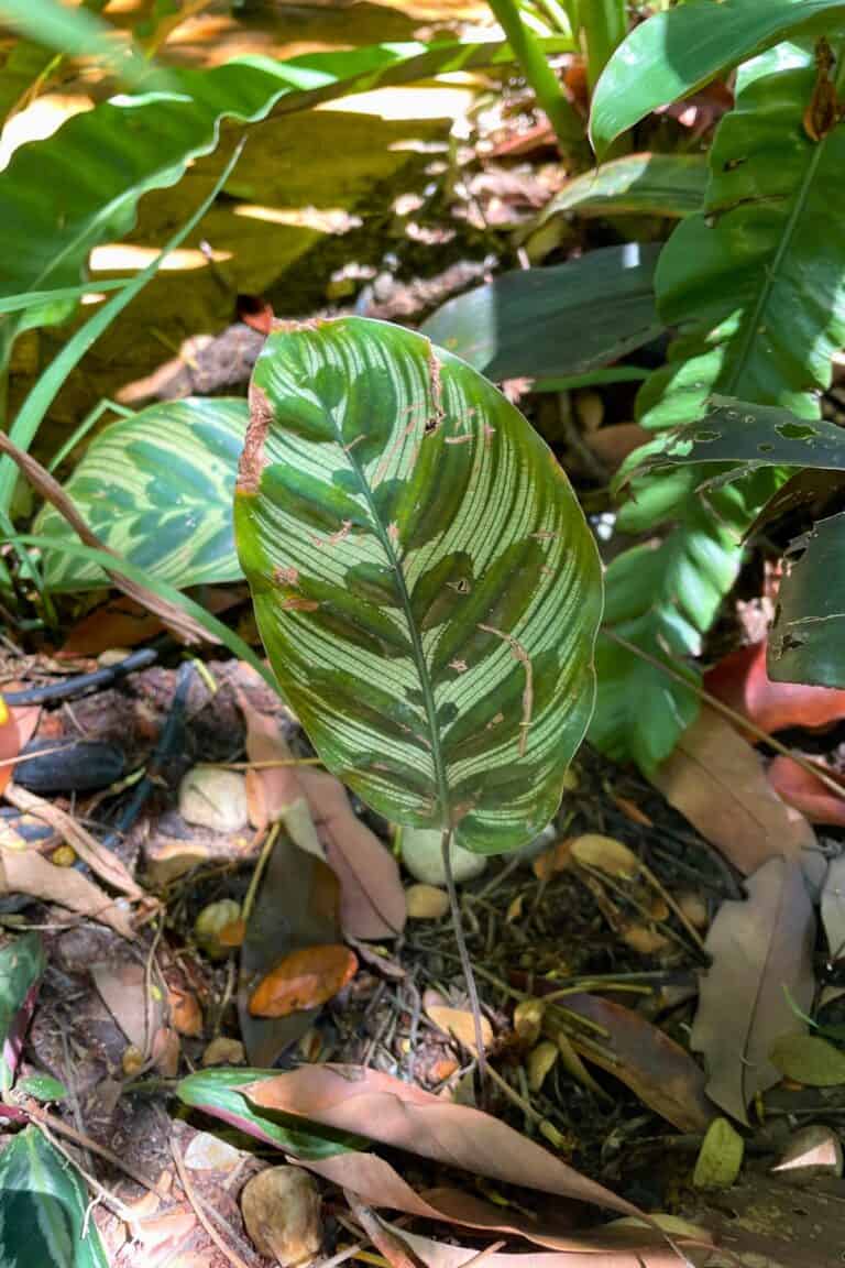 Calathea makoyana - How to Grow the Stunning Peacock Plant