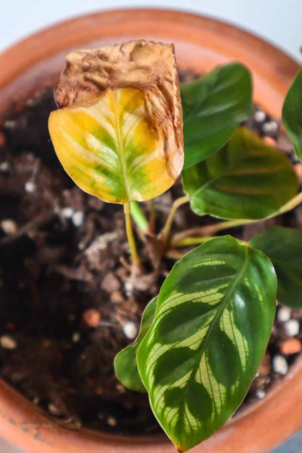 Calathea makoyana - How to Grow the Stunning Peacock Plant