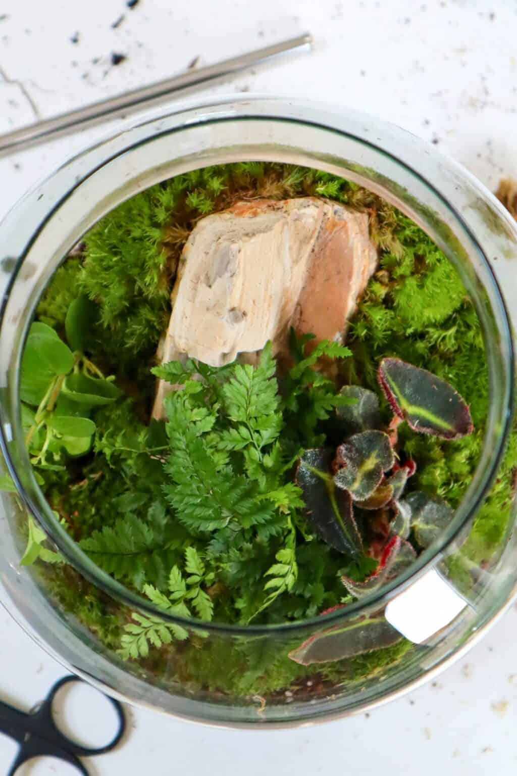 Korean Rock Fern (Polystichum Tsus-simense) Care + Growth