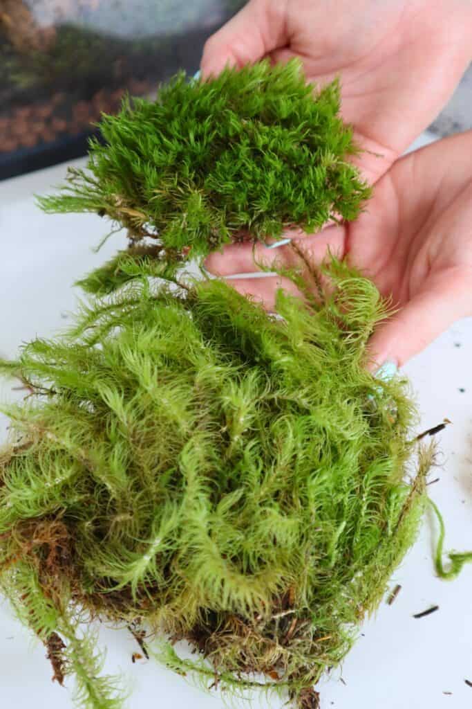 Mood Moss 101: Growth & Care Guide (Dicranum scoparium)