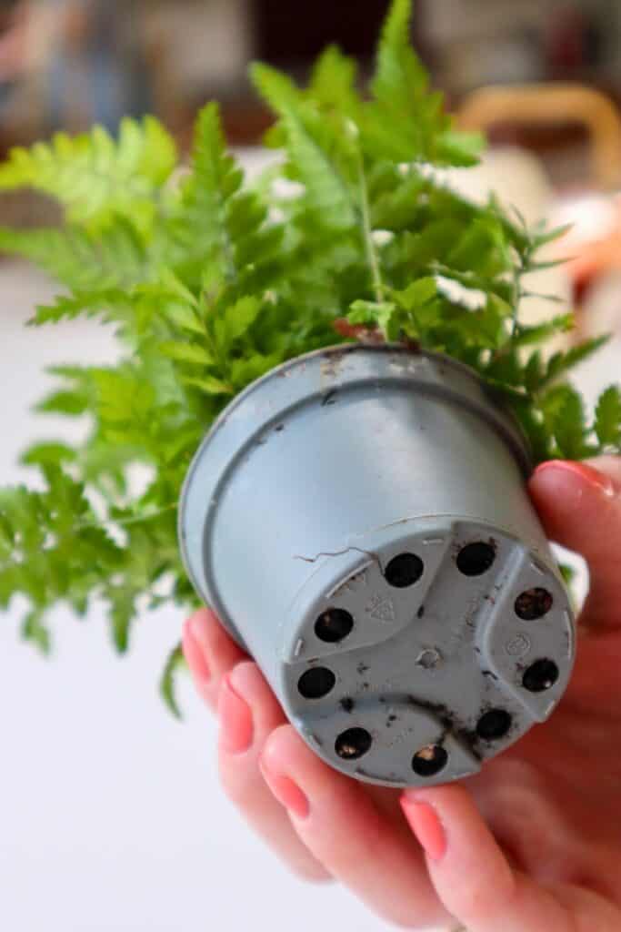 Korean Rock Fern (Polystichum Tsus-simense) Care + Growth