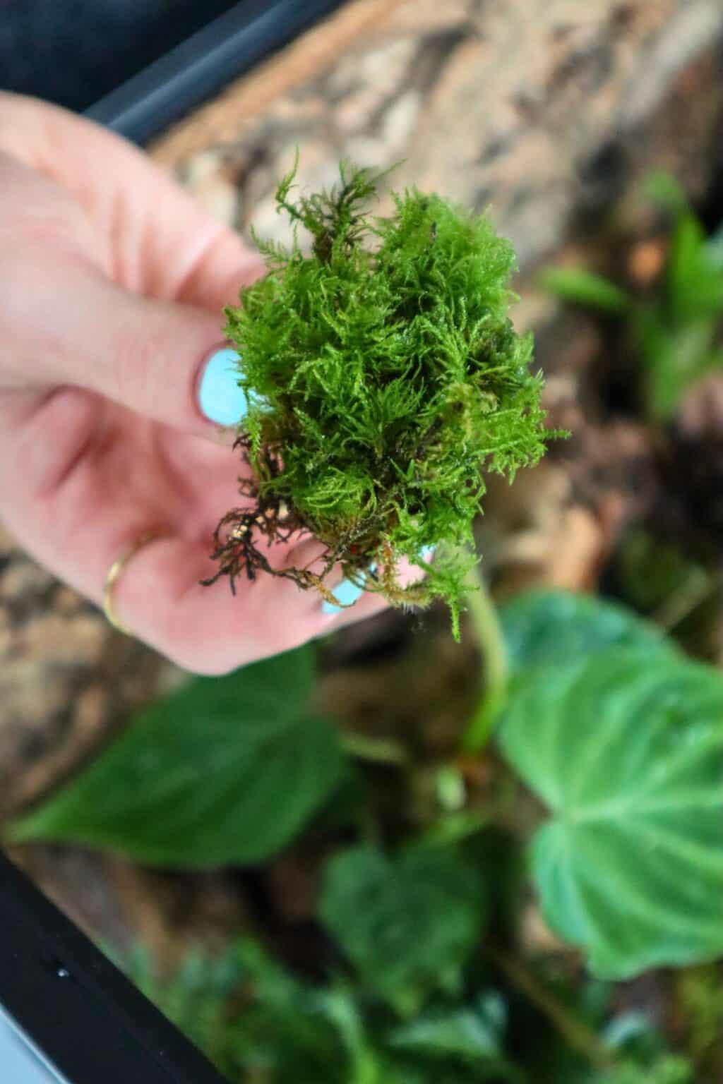 The Complete Guide to Fern Moss (Thuidium delicatulum)