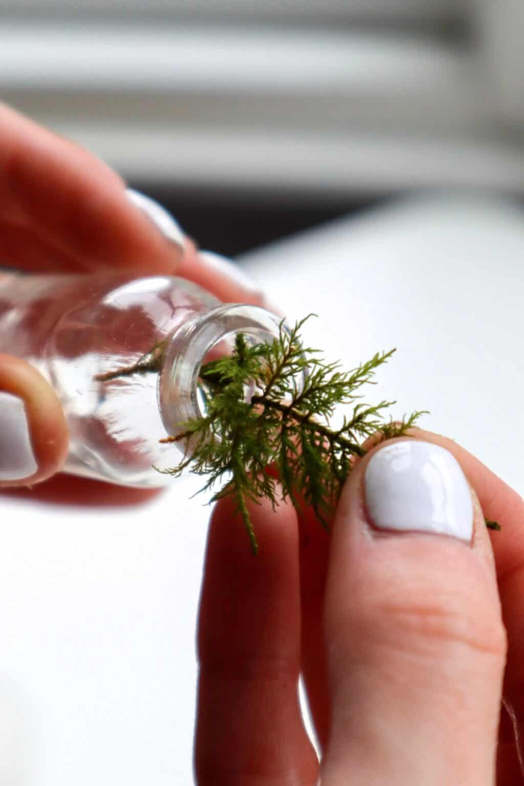 The Complete Guide to Fern Moss (Thuidium delicatulum)