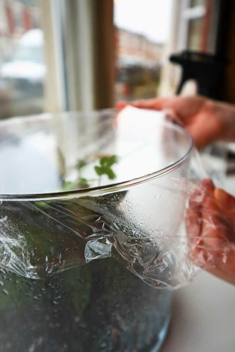 How to Make a Terrarium - A Beginner’s Guide (Easy DIY)