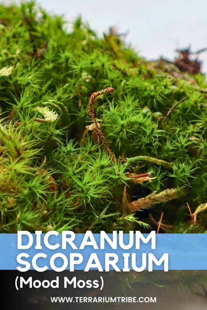 Mood Moss 101: Growth & Care Guide (Dicranum scoparium)