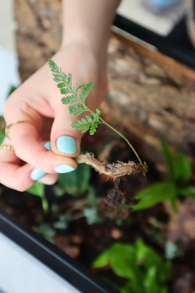 Davallia fejeensis: How to Grow the Mini Rabbit's Foot Fern