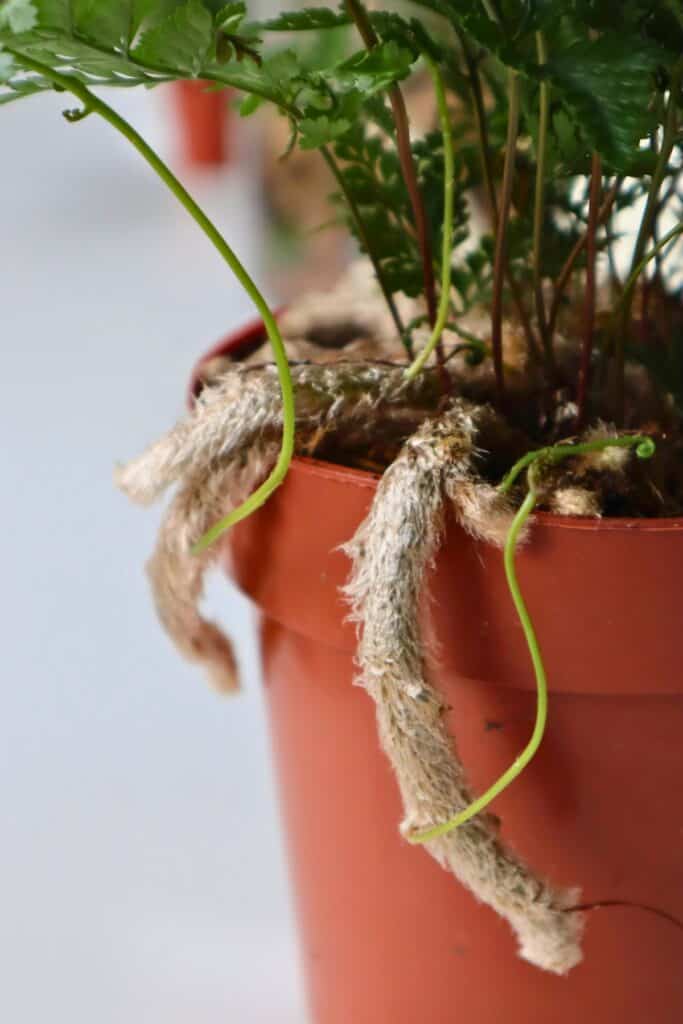 Davallia fejeensis: How to Grow the Mini Rabbit's Foot Fern