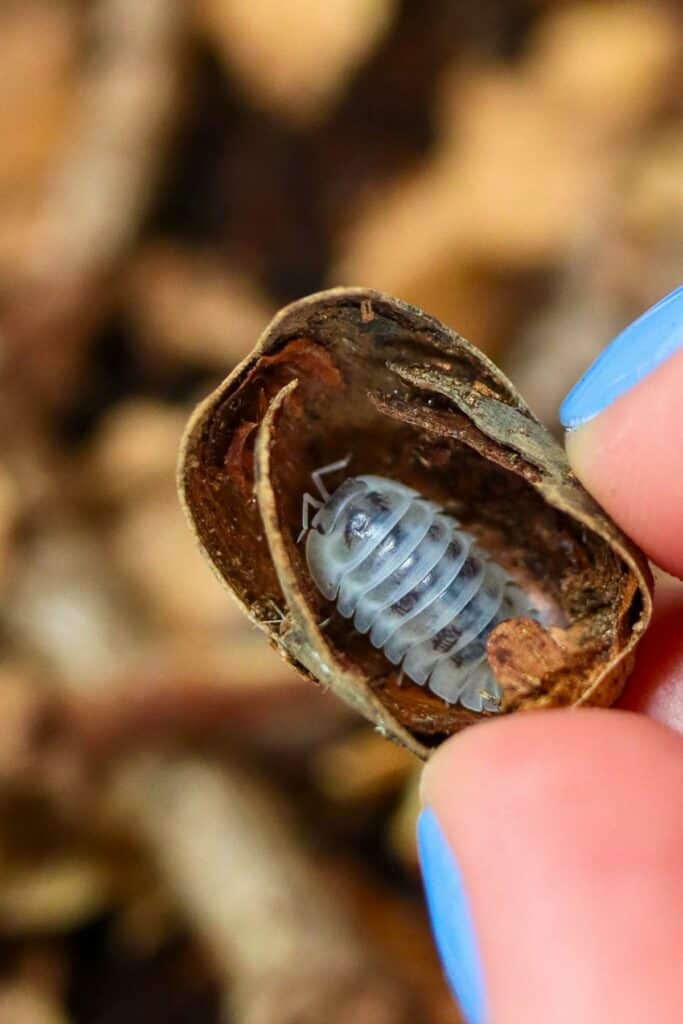 Shiro Utsuri Isopods (Nesodillo archangeli) Care Guide