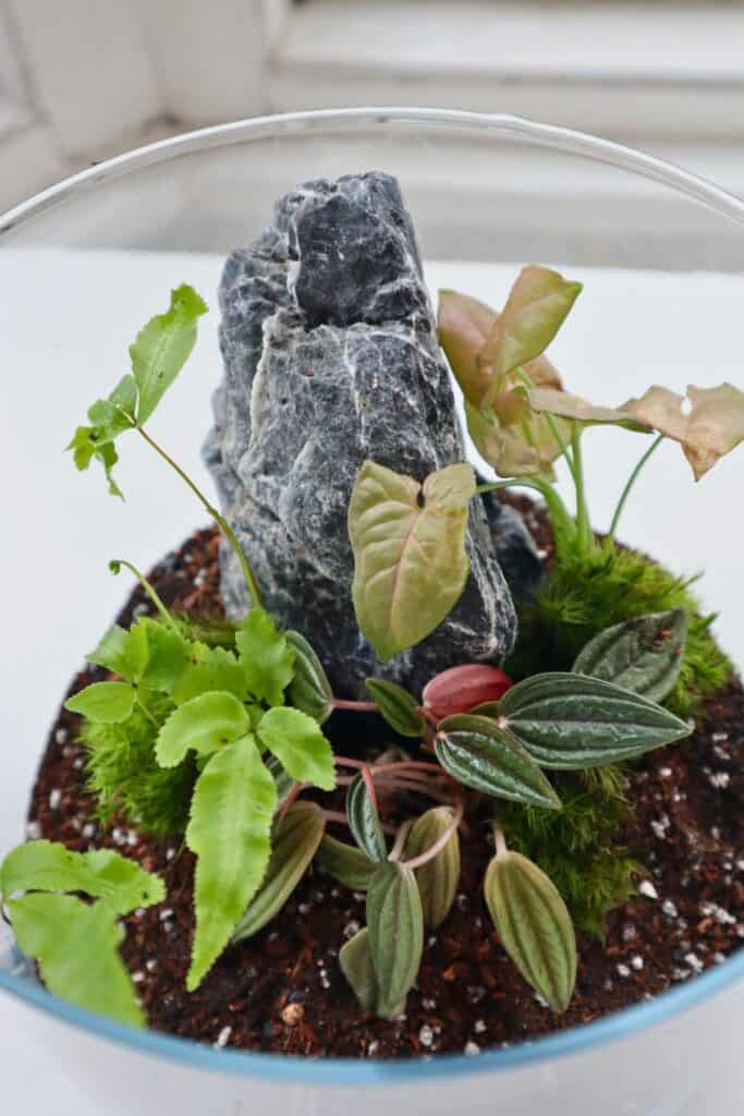 How to Make a Terrarium - A Beginner’s Guide (Easy DIY)