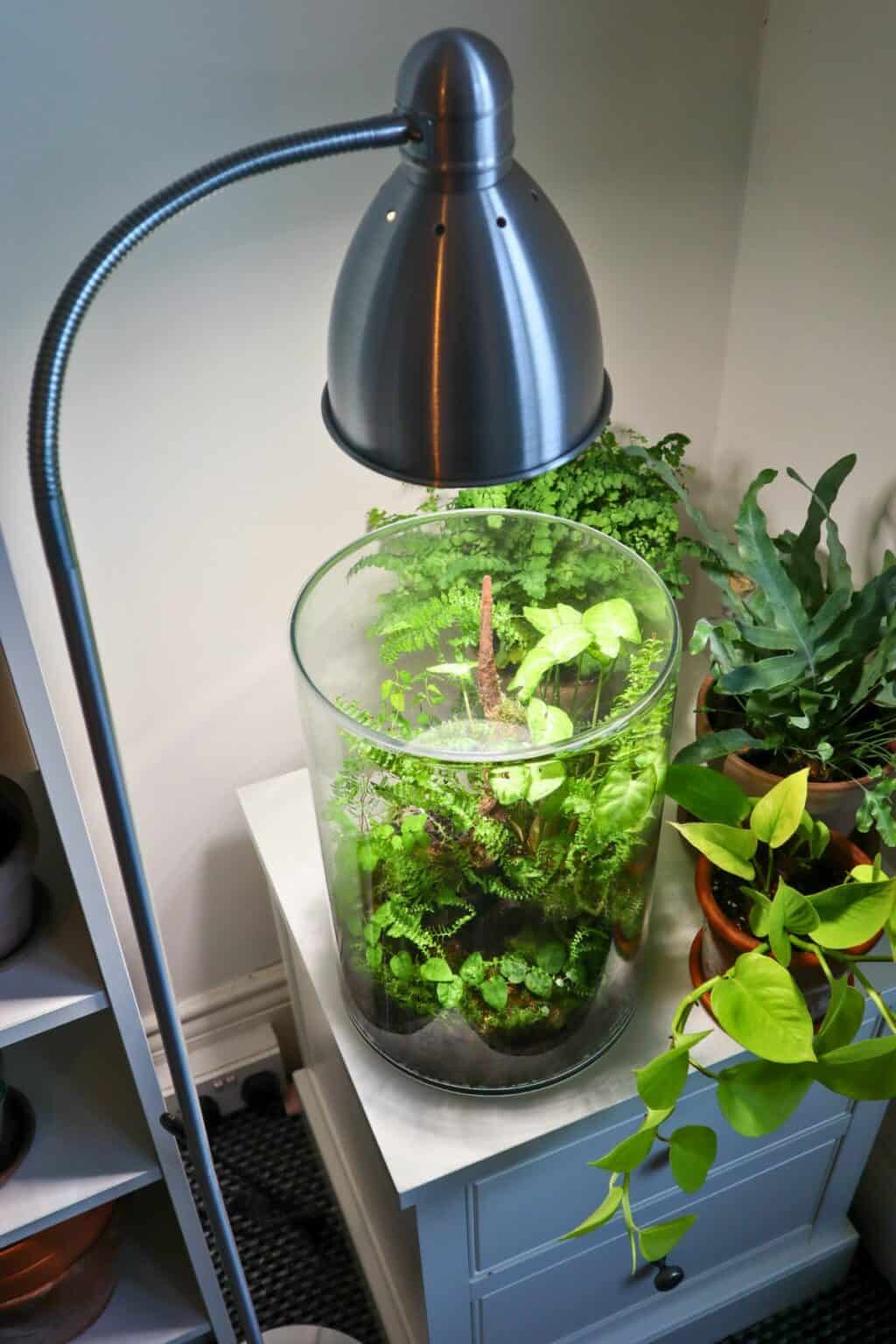 How to Make a Self-Sustaining Terrarium Ecosystem [Guide]
