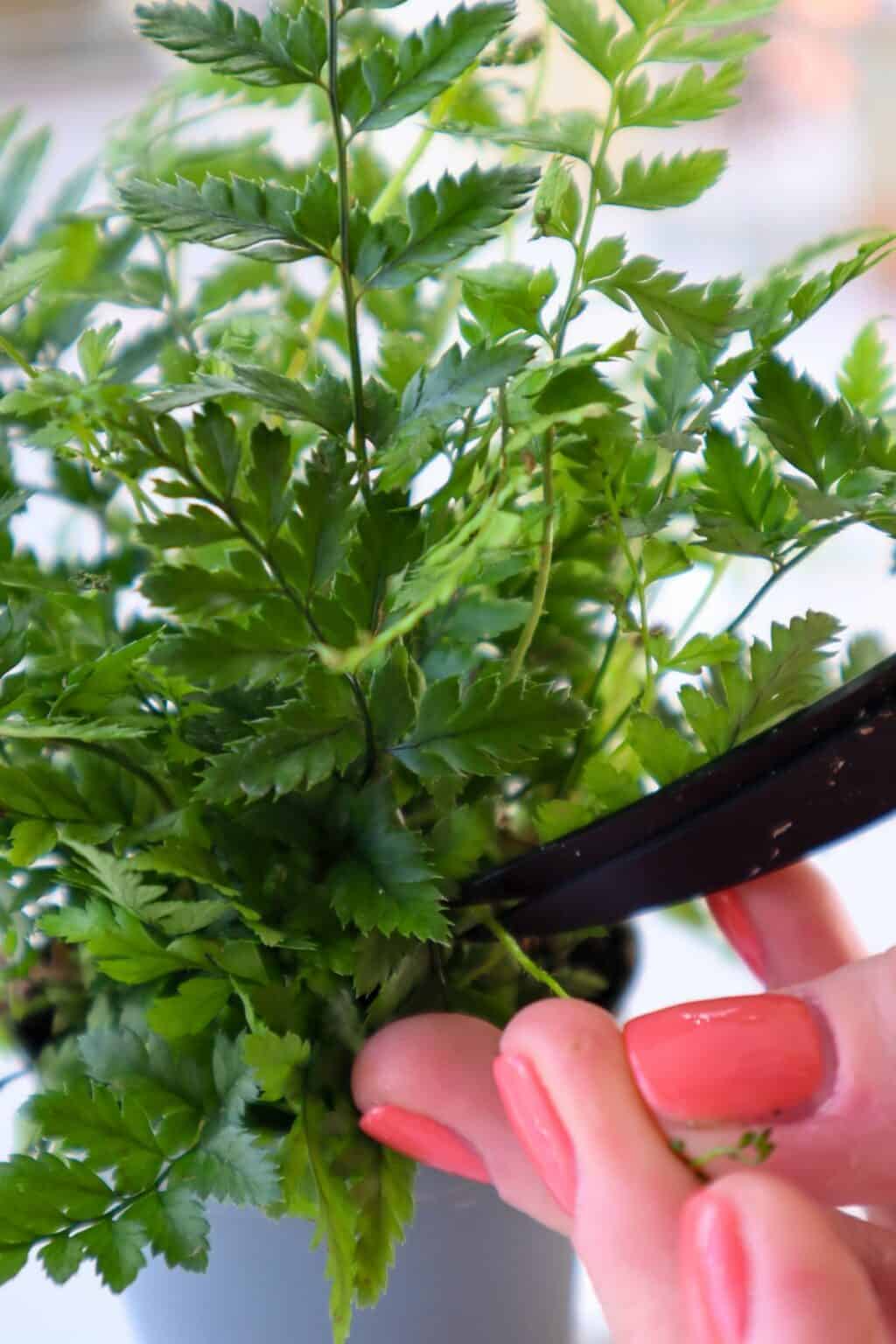 Korean Rock Fern (Polystichum Tsus-simense) Care + Growth