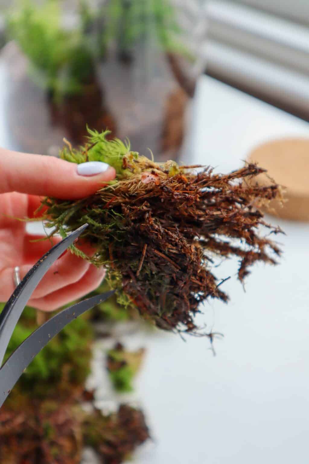 Mood Moss 101: Growth & Care Guide (Dicranum scoparium)