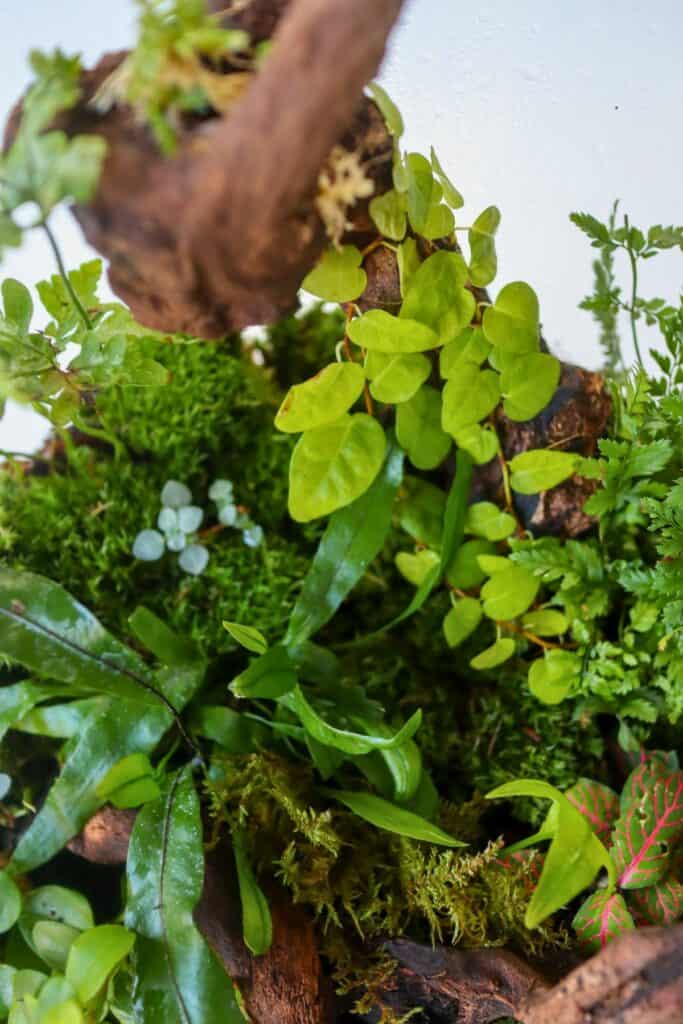 What Is a Terrarium? A Quick Horticultural Handbook