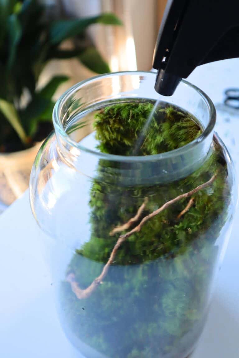 How To Water A Terrarium (The Right Way) - Expert Guide