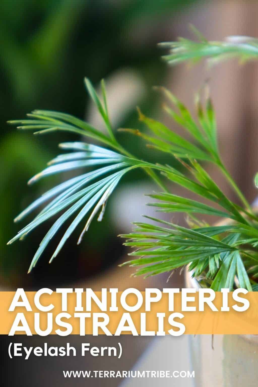 Eyelash Fern Care & Growth Guide (Actiniopteris australis)
