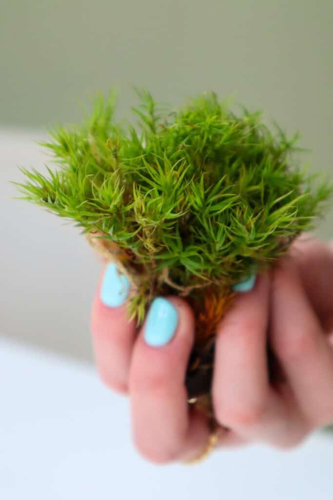 How to Grow Haircap Moss: (Polytrichum commune) Care Guide - Terrarium ...