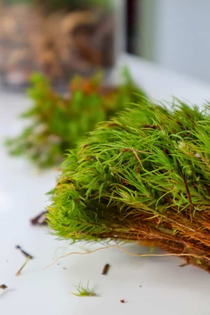 How to Grow Haircap Moss: (Polytrichum commune) Care Guide - Terrarium ...