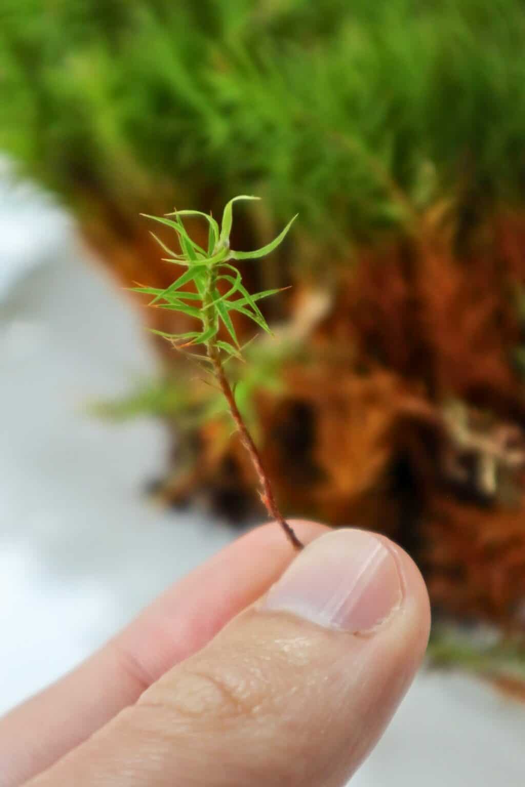 How to Grow Haircap Moss: (Polytrichum commune) Care Guide - Terrarium ...