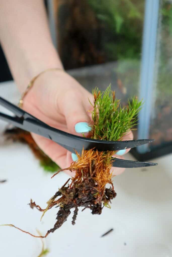 How to Grow Haircap Moss: (Polytrichum commune) Care Guide - Terrarium ...