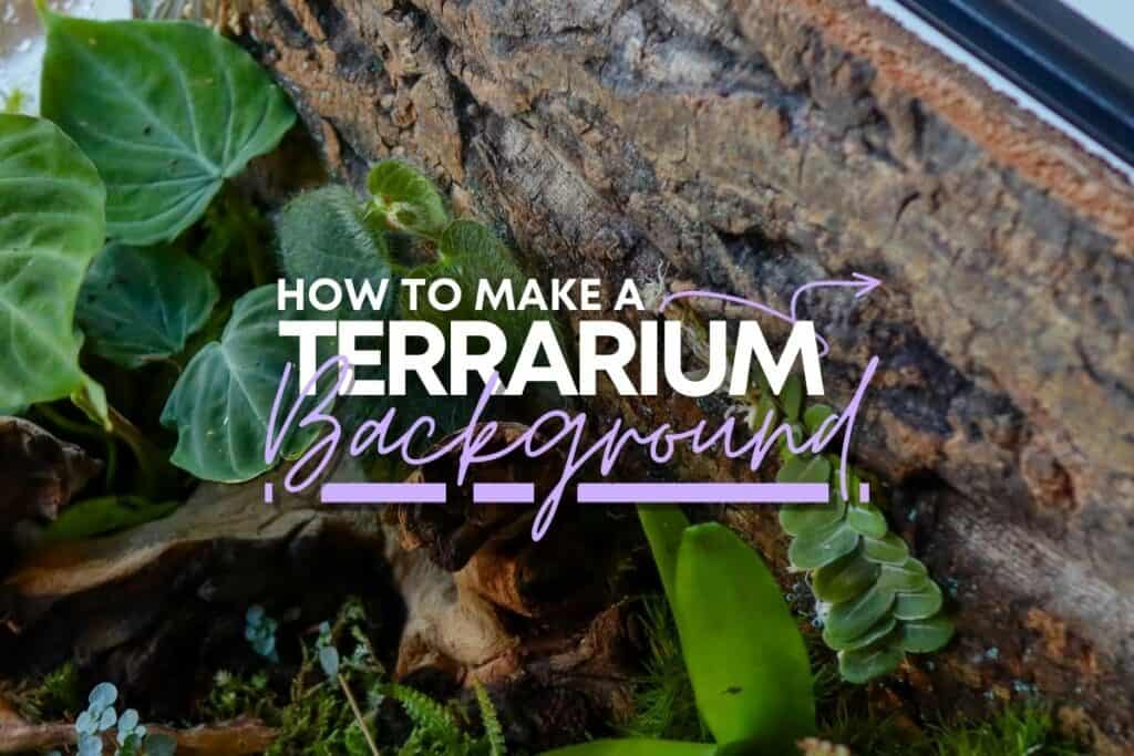 How to Make a DIY Terrarium Background (Step-by-Step)