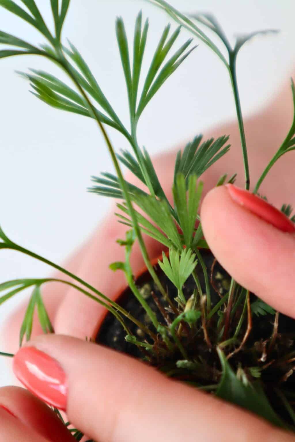 Eyelash Fern Care & Growth Guide (Actiniopteris australis)