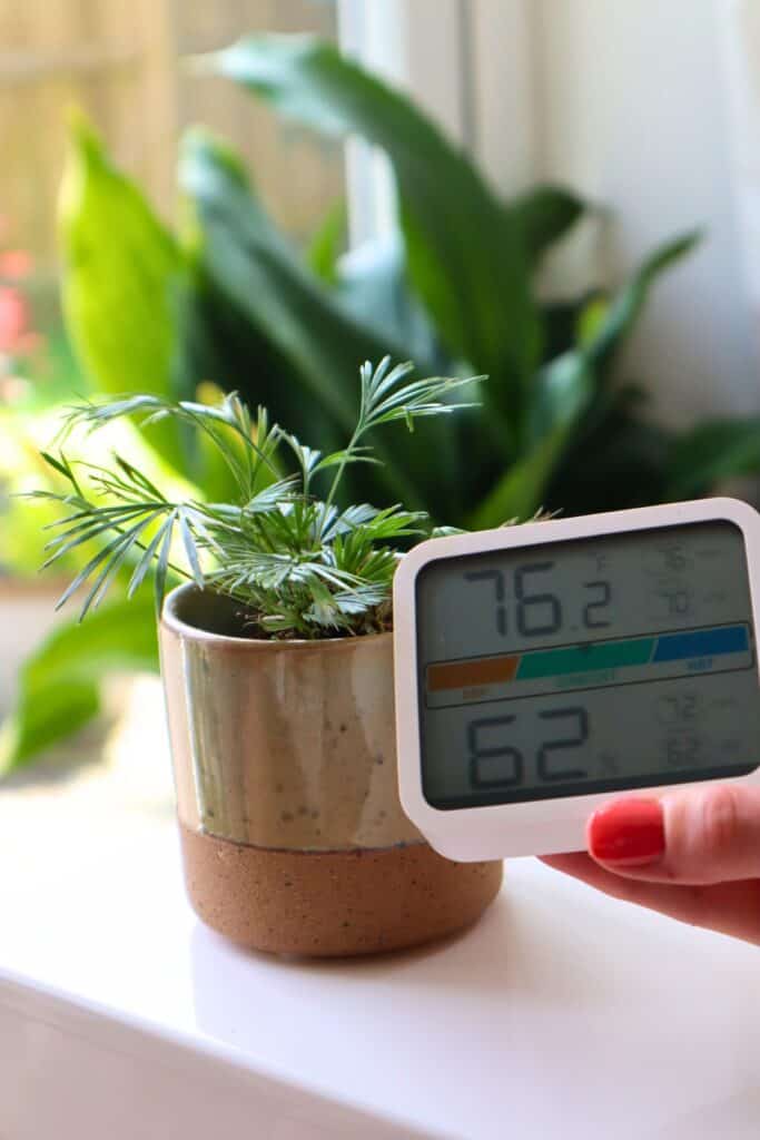 Eyelash Fern Care & Growth Guide (Actiniopteris australis)