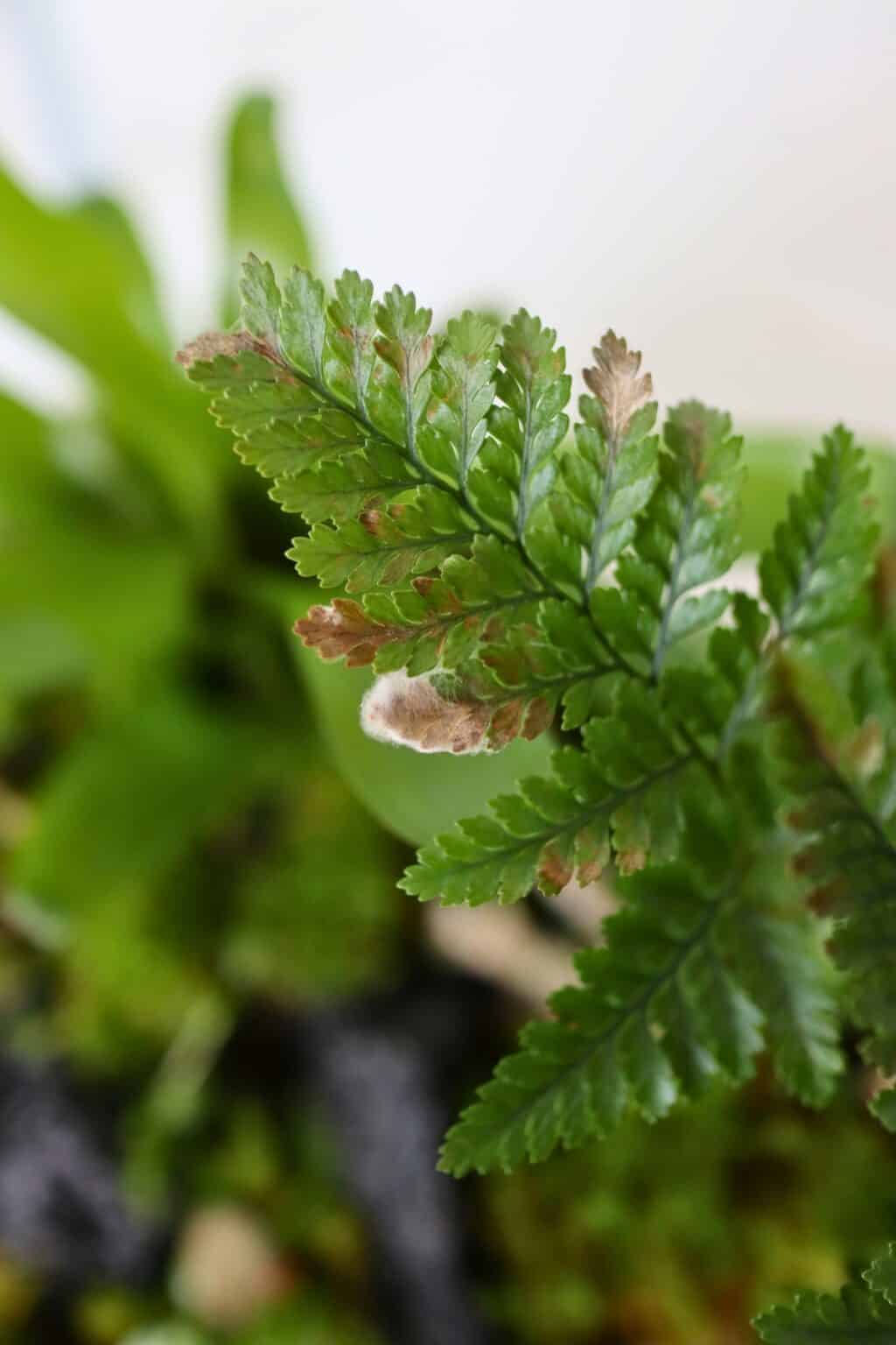 How to Fix Mold in Terrariums (7 Easy Tips & Tricks) - Terrarium Tribe