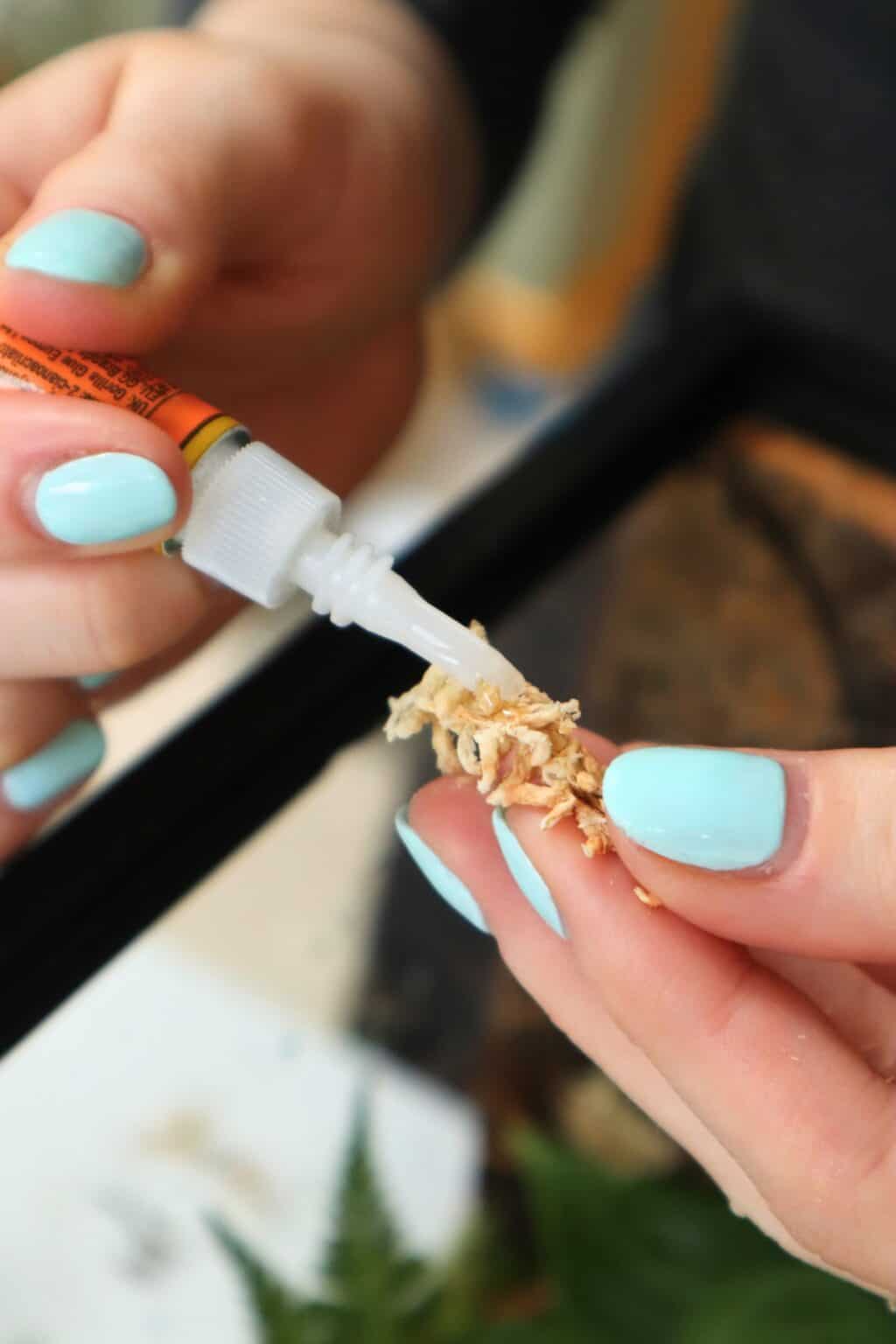 How to Make a DIY Terrarium Background (Step-by-Step)