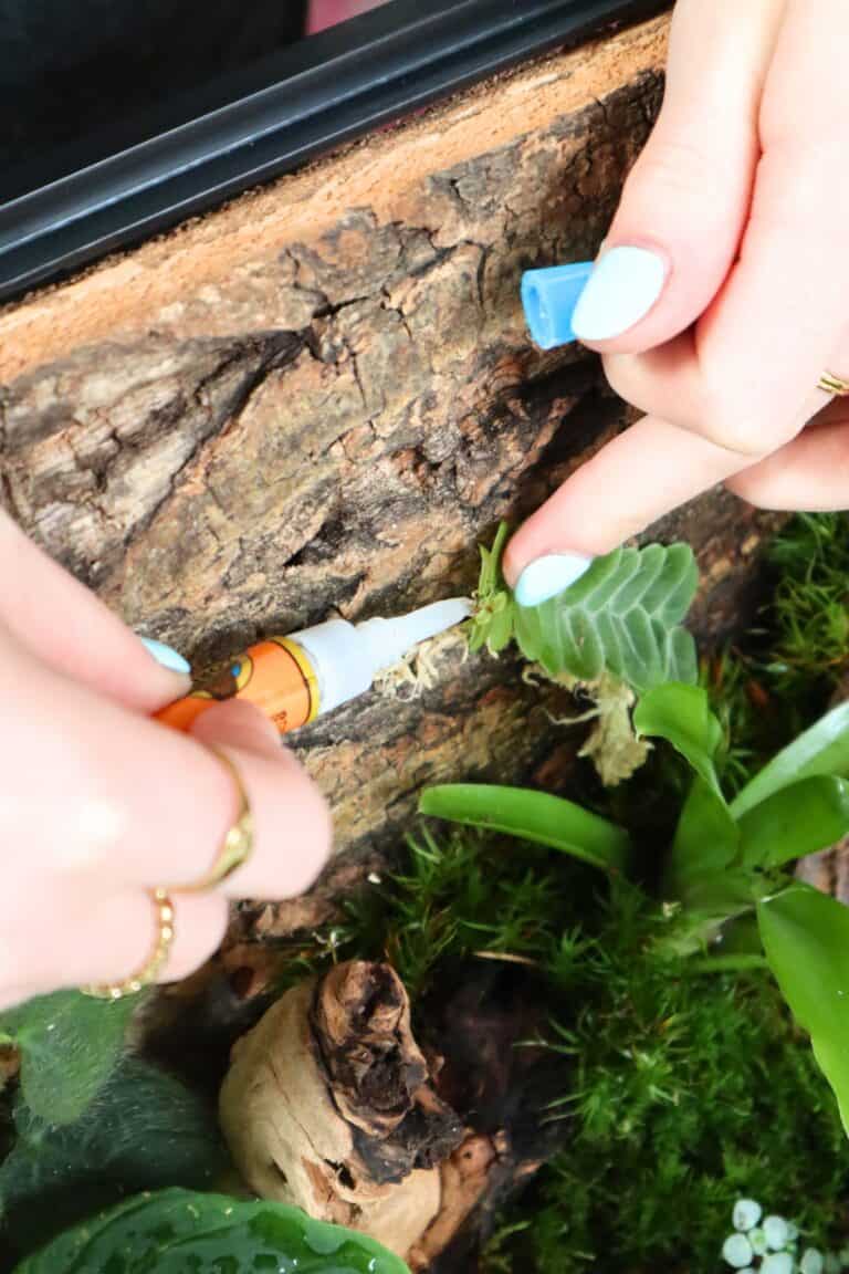 How to Make a DIY Terrarium Background (Step-by-Step)