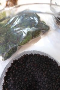 Terrarium Layers: A Step-By-Step Guide to Building Success