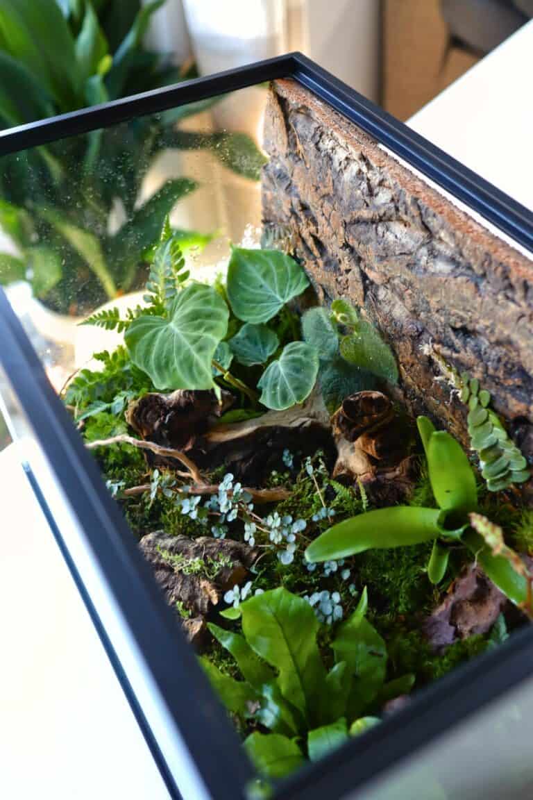How to Make a DIY Terrarium Background (Step-by-Step)