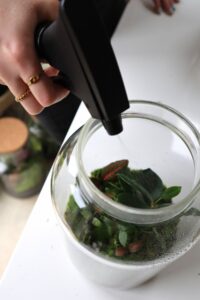 How to Build a Serene Bonsai Terrarium (The Easy Way)