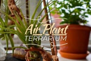 How to Make an Air Plant Terrarium [An Easy Breezy Guide]