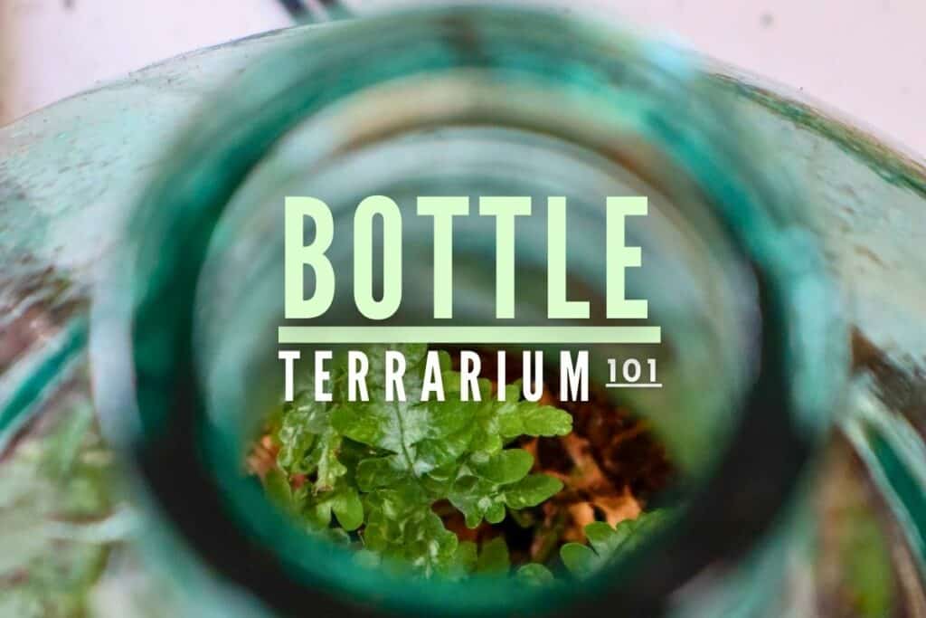 How to Make a DIY Bottle Terrarium (Elegant Eco-Art)