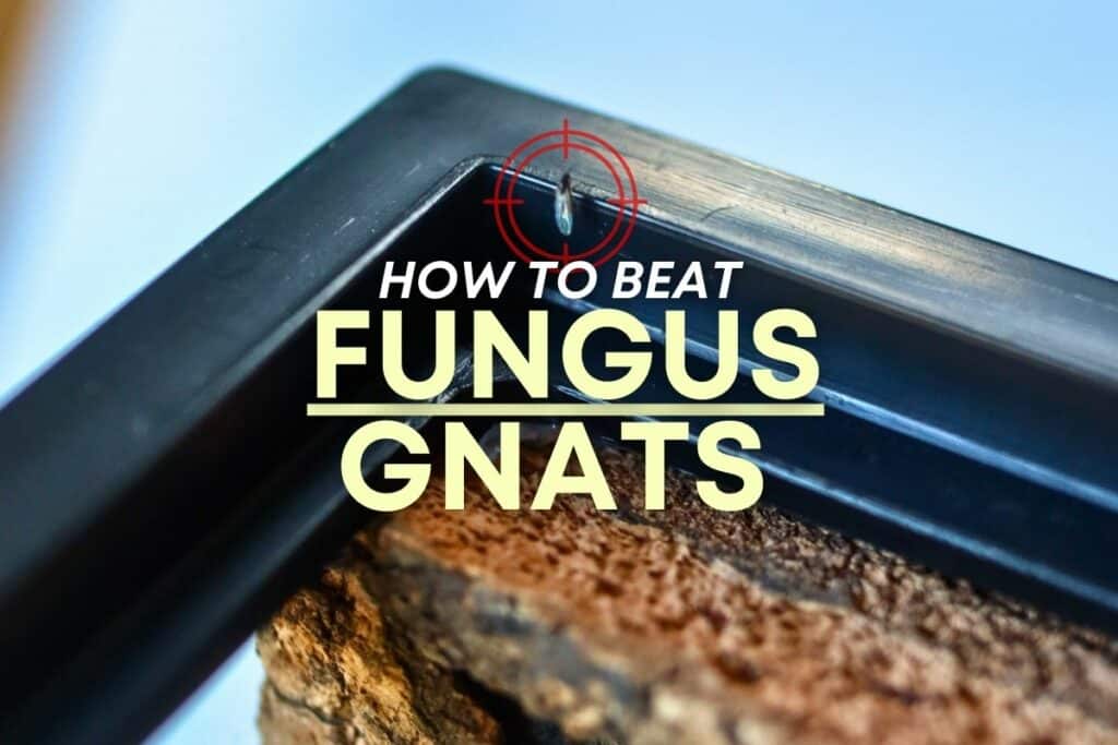 How To Get Gnats Out Of Car