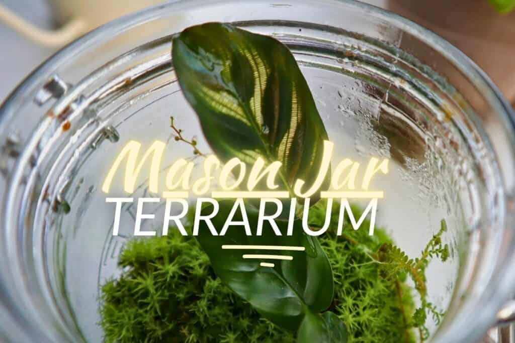 How to Make a Mason Jar Terrarium (Step-by-Step Guide)