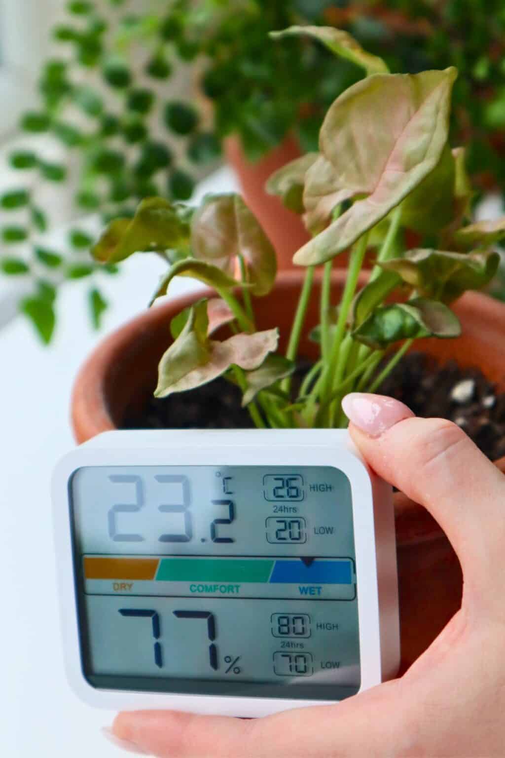 Hands-on with the Pink Syngonium ‘Neon Robusta’ (Care Guide)