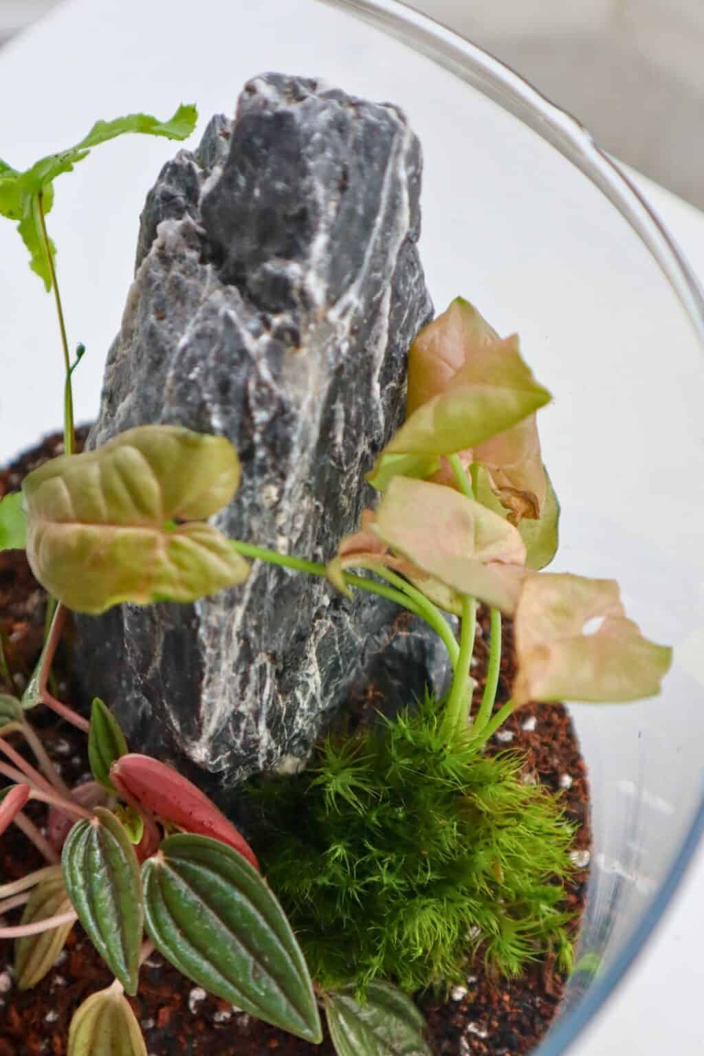 Hands-on with the Pink Syngonium ‘Neon Robusta’ (Care Guide)