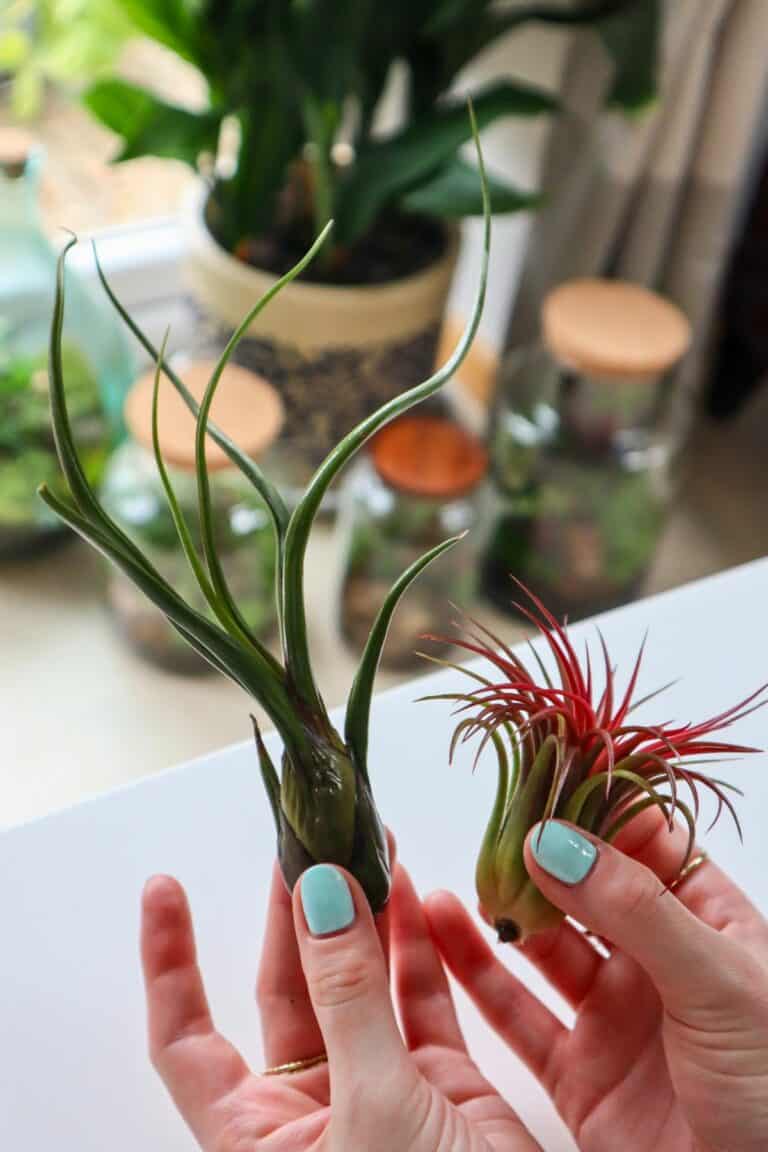 Tillandsia bulbosa: Care Secrets of the Bulbous Air Plant - Terrarium Tribe