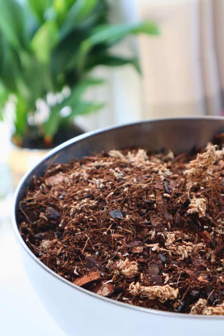 Terrarium Substrate: A Hands-on Guide (+ Best Soil Mixes) - Terrarium Tribe