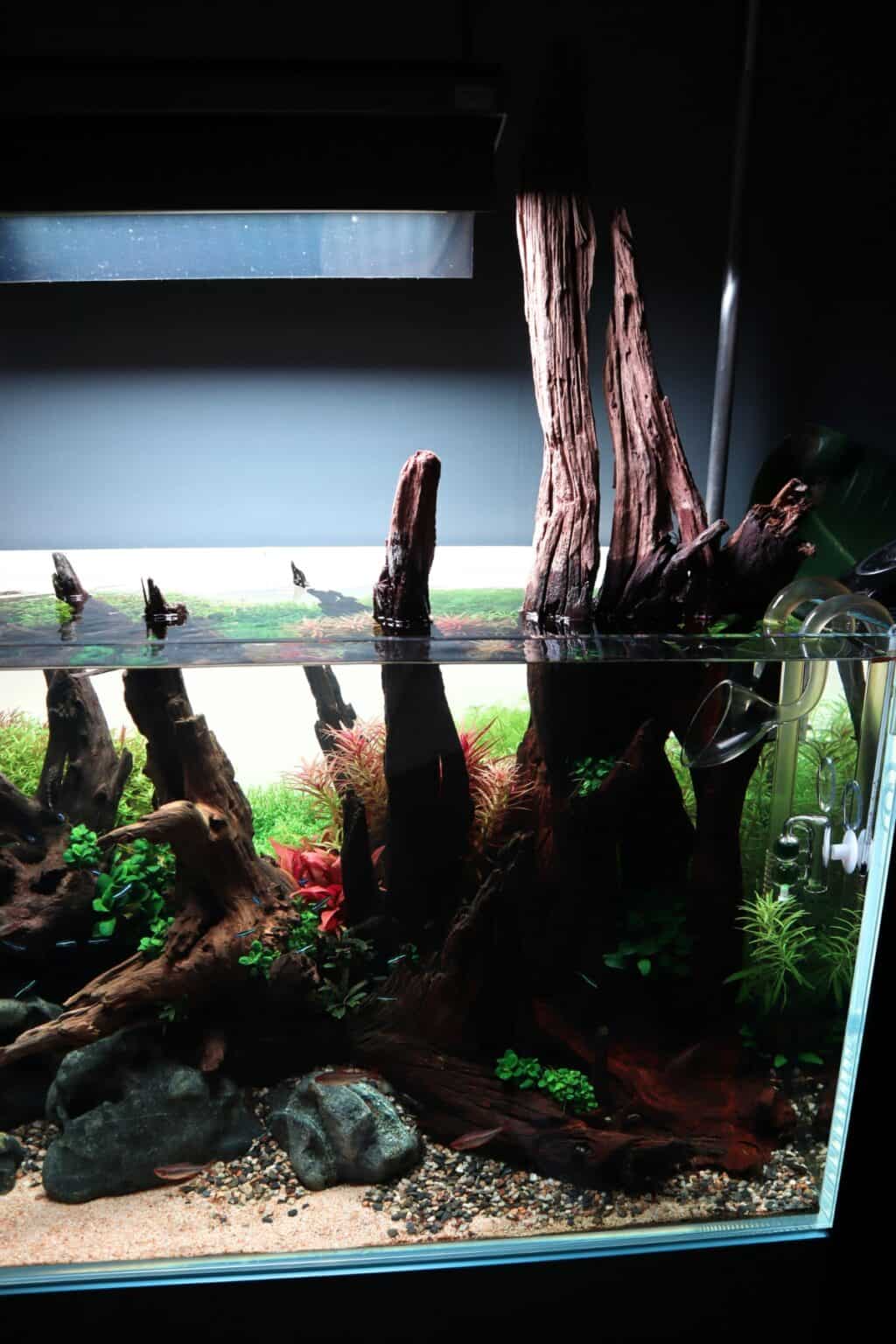 5 Visually Stunning Terrarium Rocks for Creative Planting